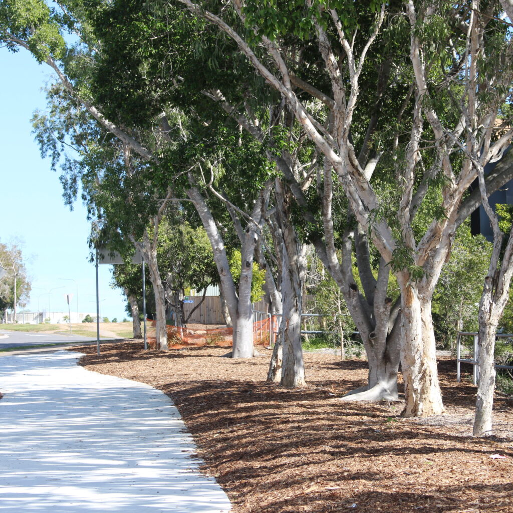Identifying Diseases: Brown Root Rot - Heritage Tree Consultancy